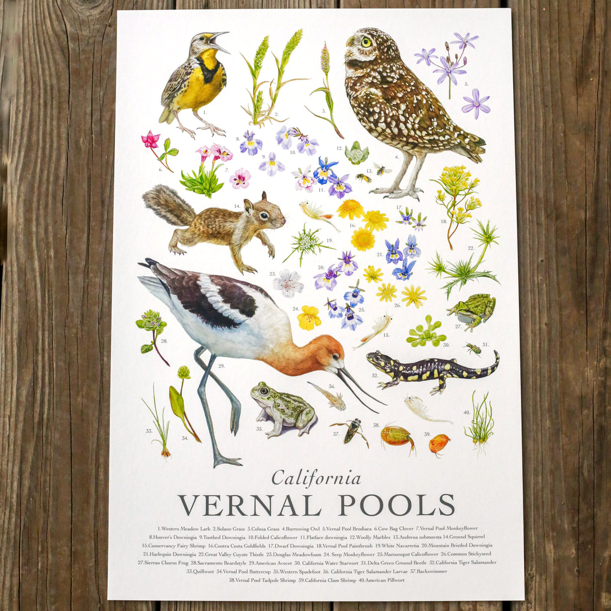 California Vernal Pools Poster – Coyote Brush Studios