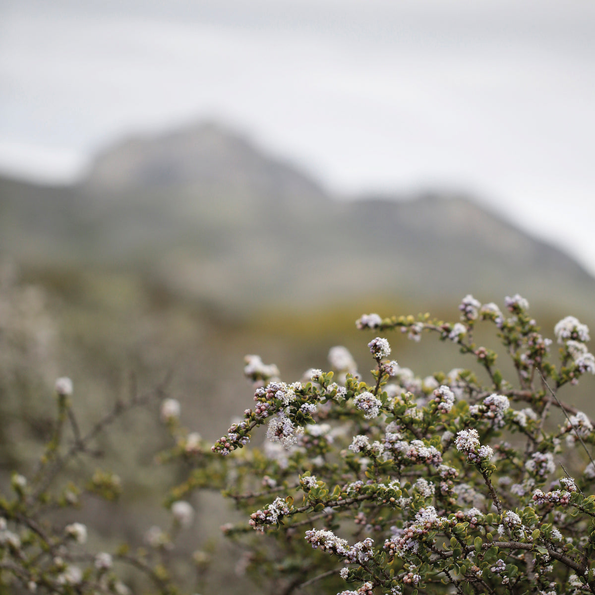 Chaparral – Coyote Brush Studios
