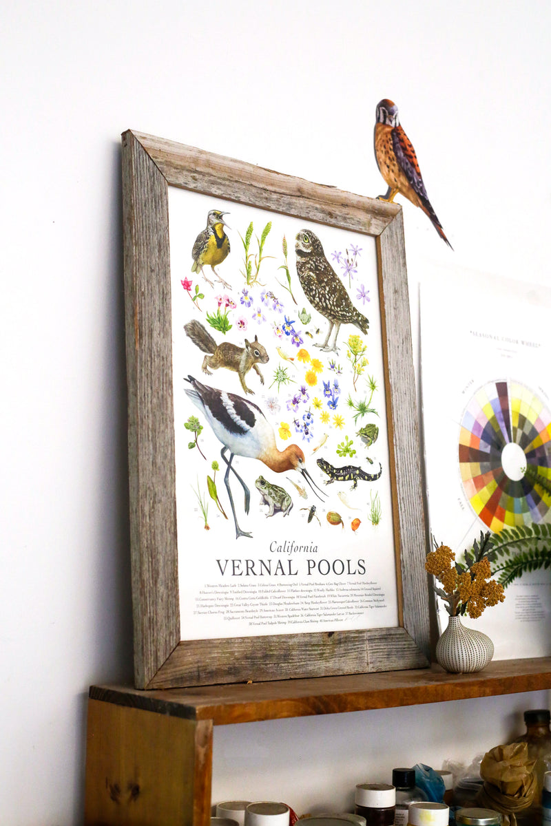 California Vernal Pools Poster – Coyote Brush Studios