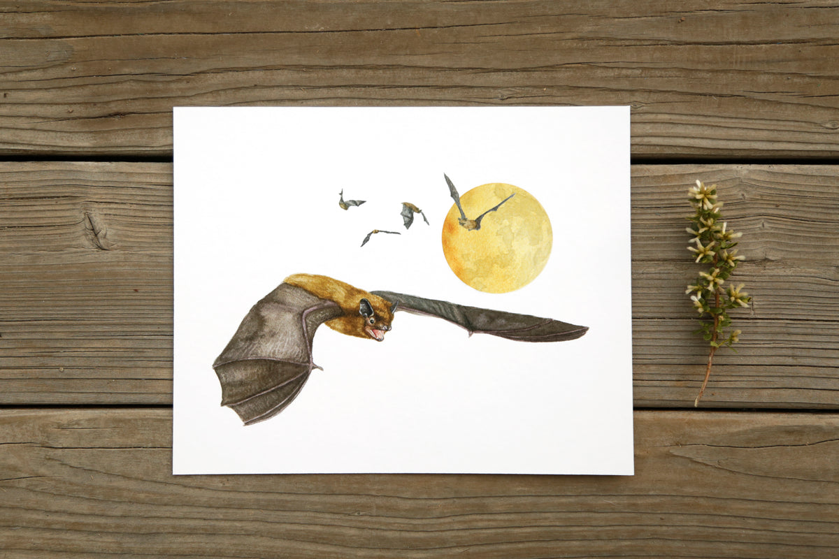 Big Brown Bats 8x10 Print - Native California Wildlife – Coyote Brush ...