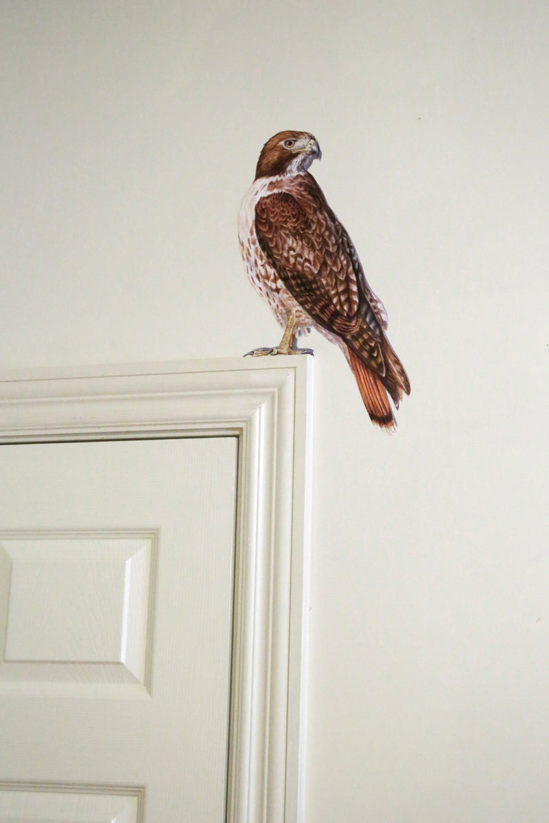 Red Tailed Hawk Wall Decal – Coyote Brush Studios