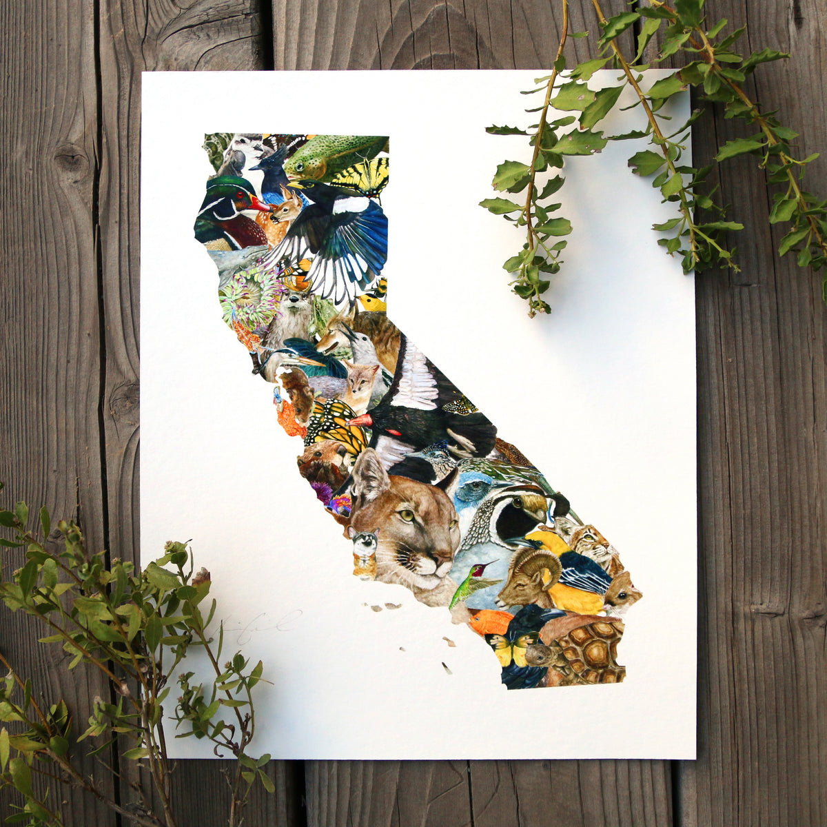 California Wildlife 8x10 Poster - California Biodiversity Art – Coyote ...
