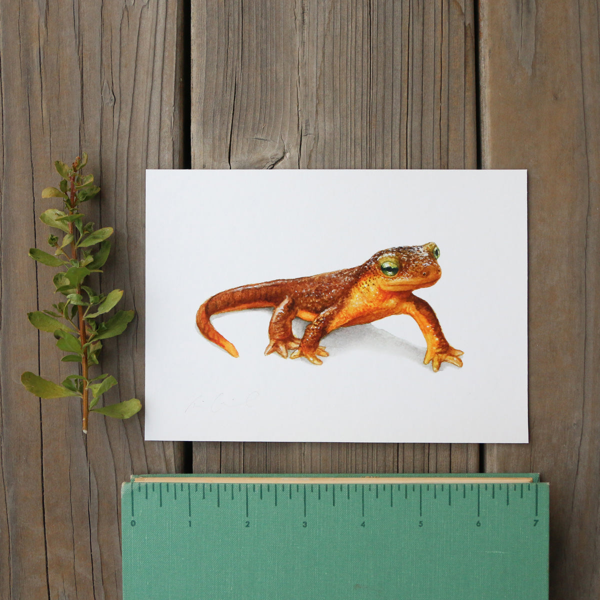California Newt 5x7 Print - Native California Wildlife, Watercolor pri ...