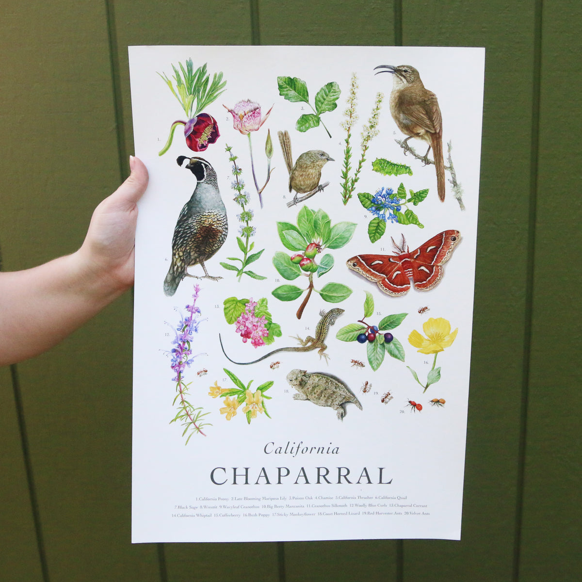California Chaparral Poster – Coyote Brush Studios