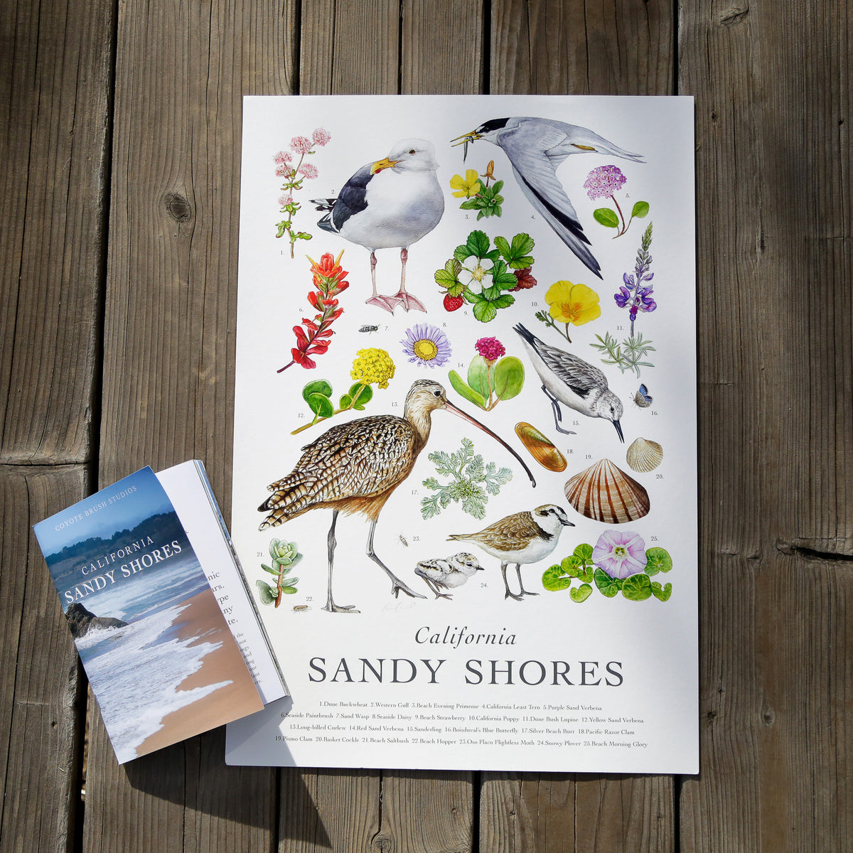 California Sandy Shores Poster – Coyote Brush Studios