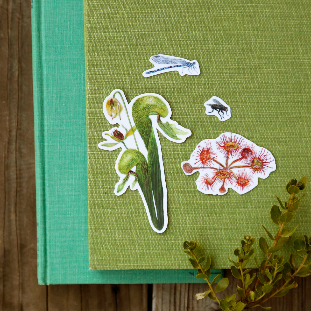 Carnivorous Plants of California Sticker Set: Four Vinyl Stickers, Dar ...